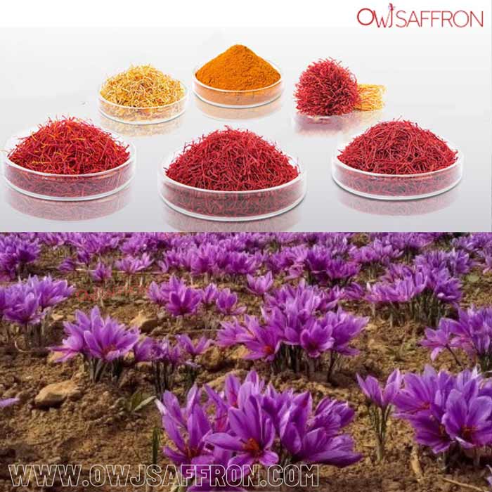 saffron import export global - best iranian saffron brand | Owj Saffron